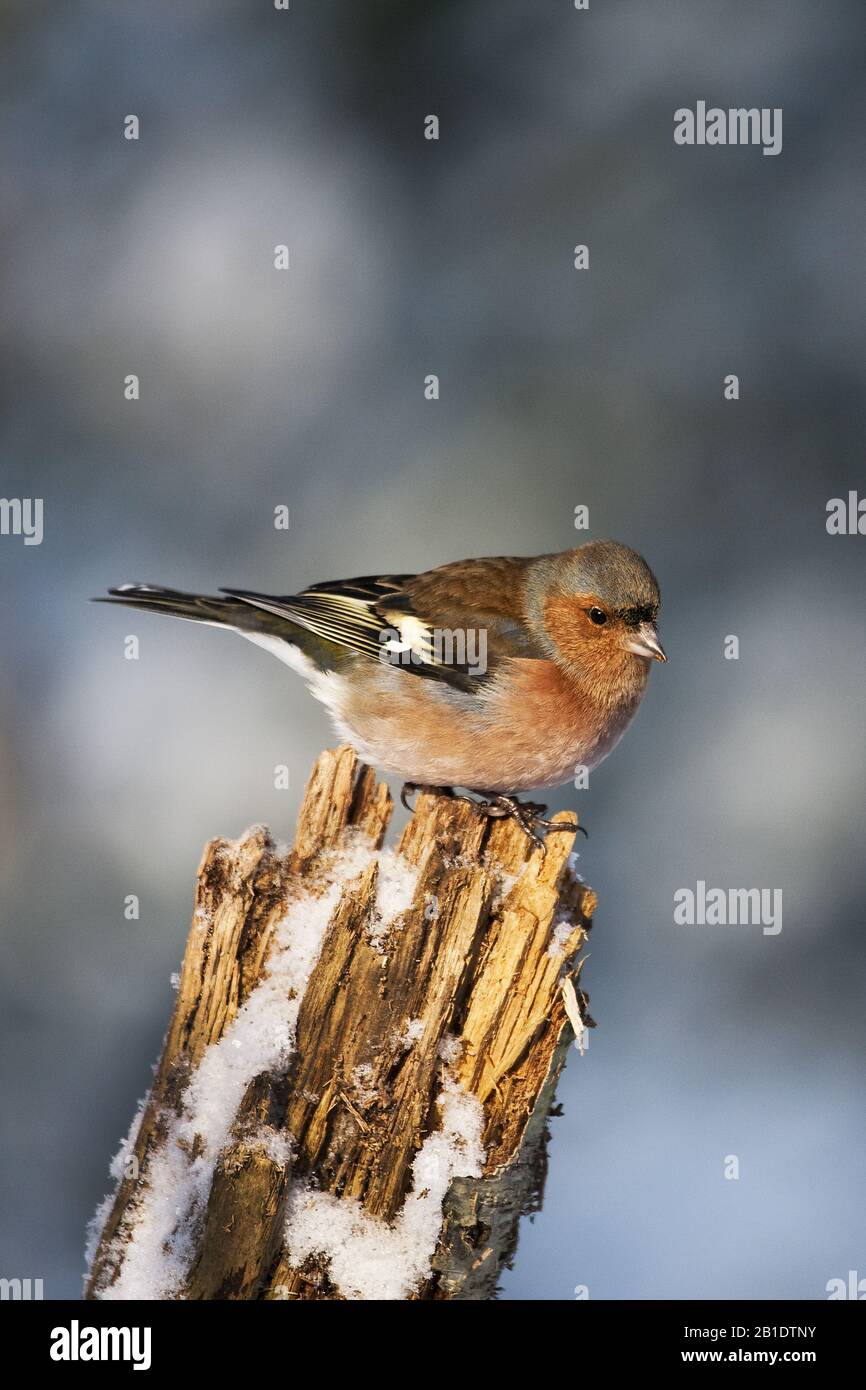 Common Chaffinch, fringilla coelebs, Male, Winter Season, Normandy ...