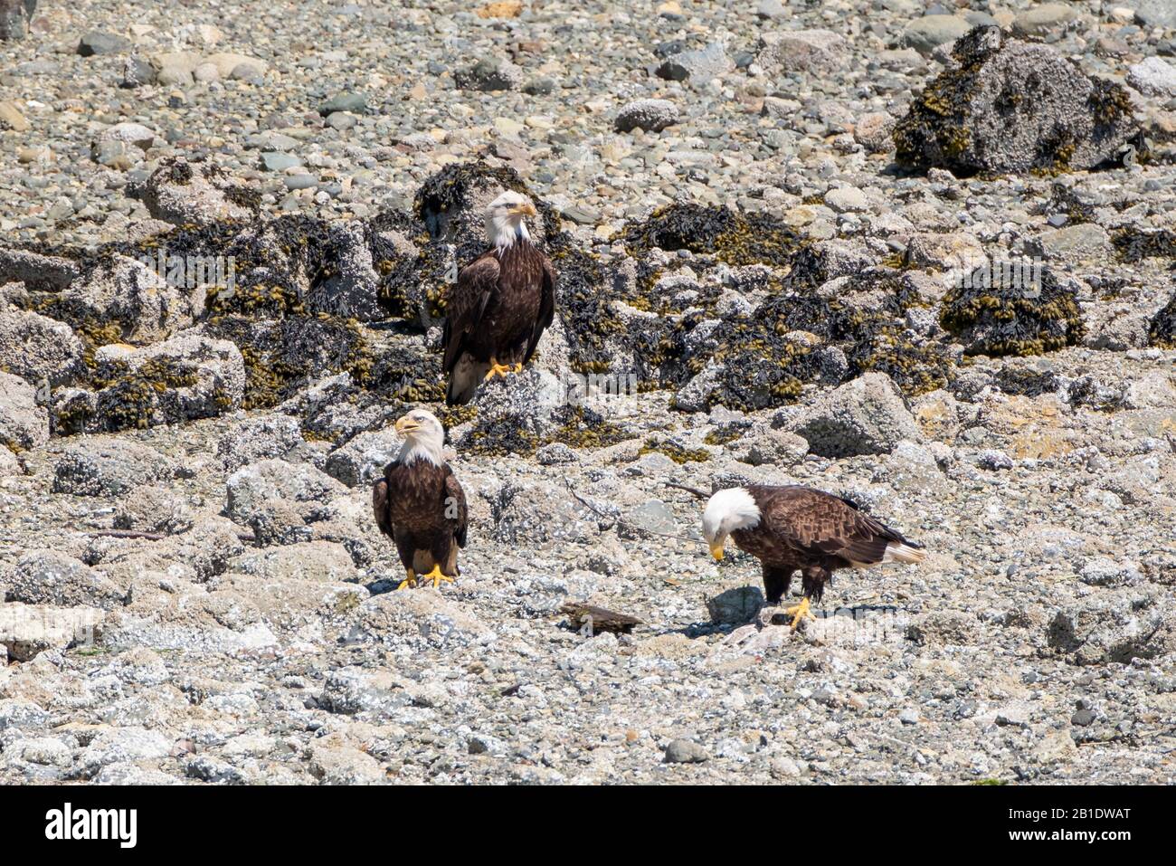 Three Bald Eagles standing on the beach and opposite to each other, next to the river Stock ...