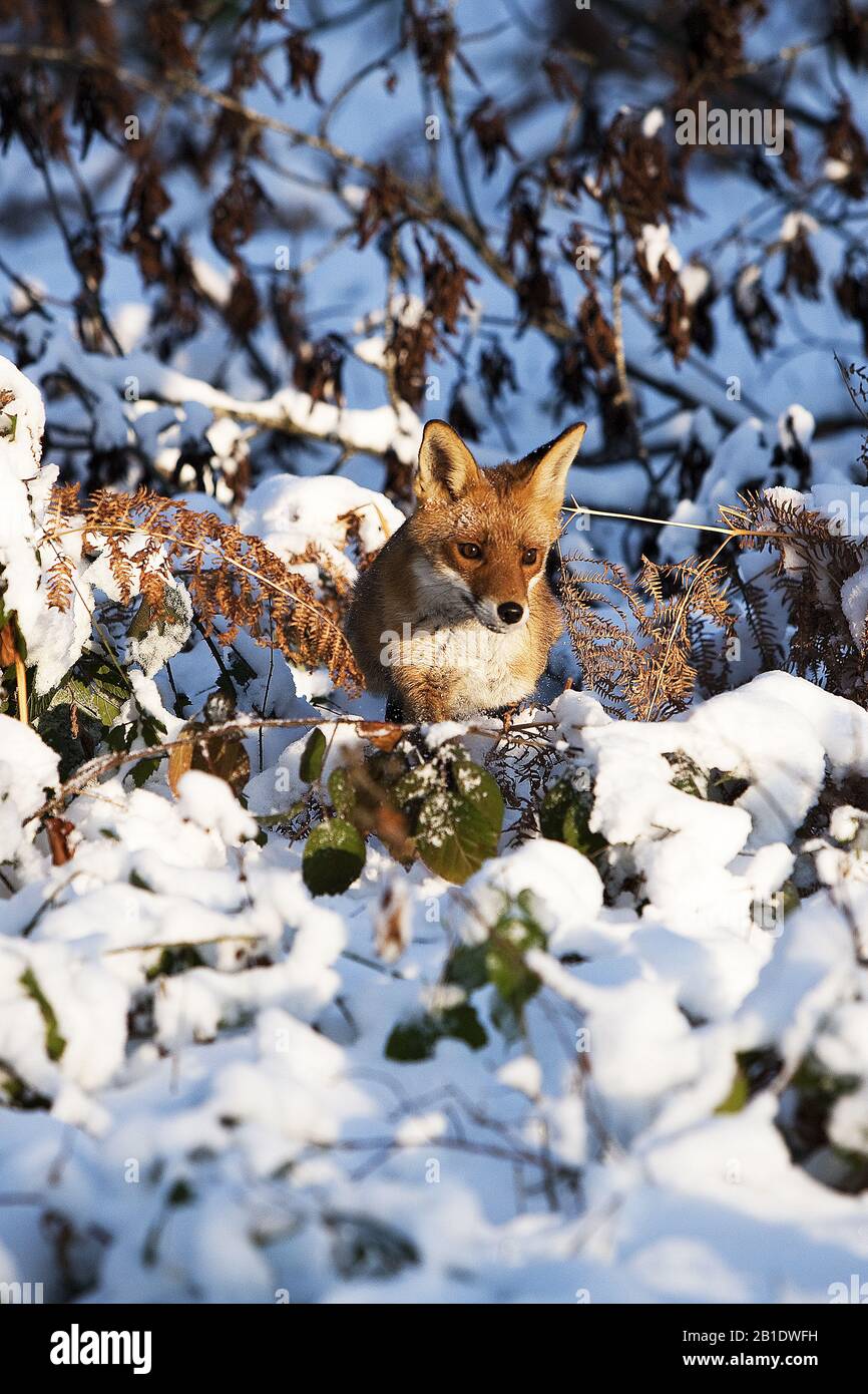 Red Fox, vulpes vulpes, Adult standing in Snow, Normandy Stock Photo - Alamy