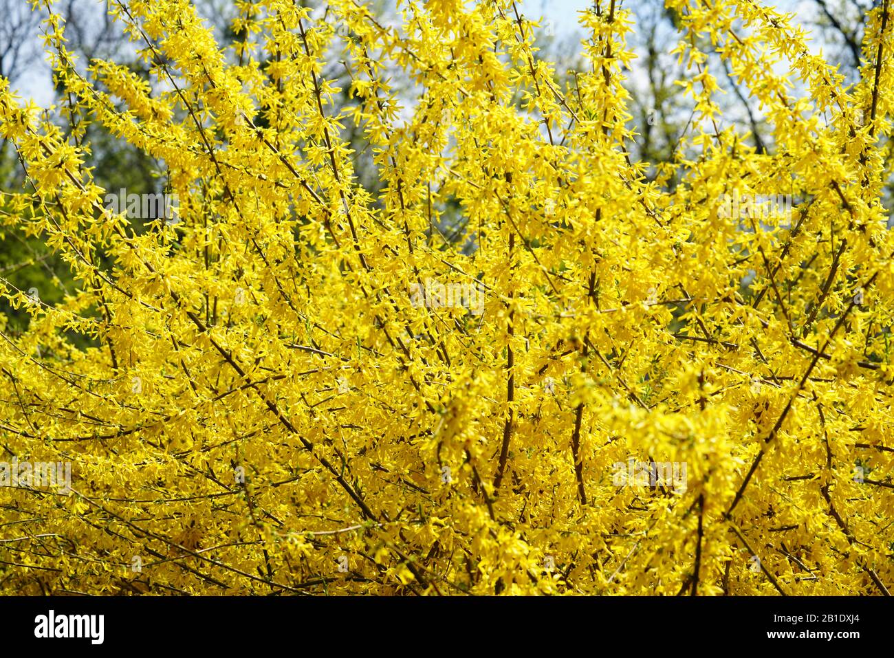 Forsythia shrub with vivid yellow branches is the first sign of ...