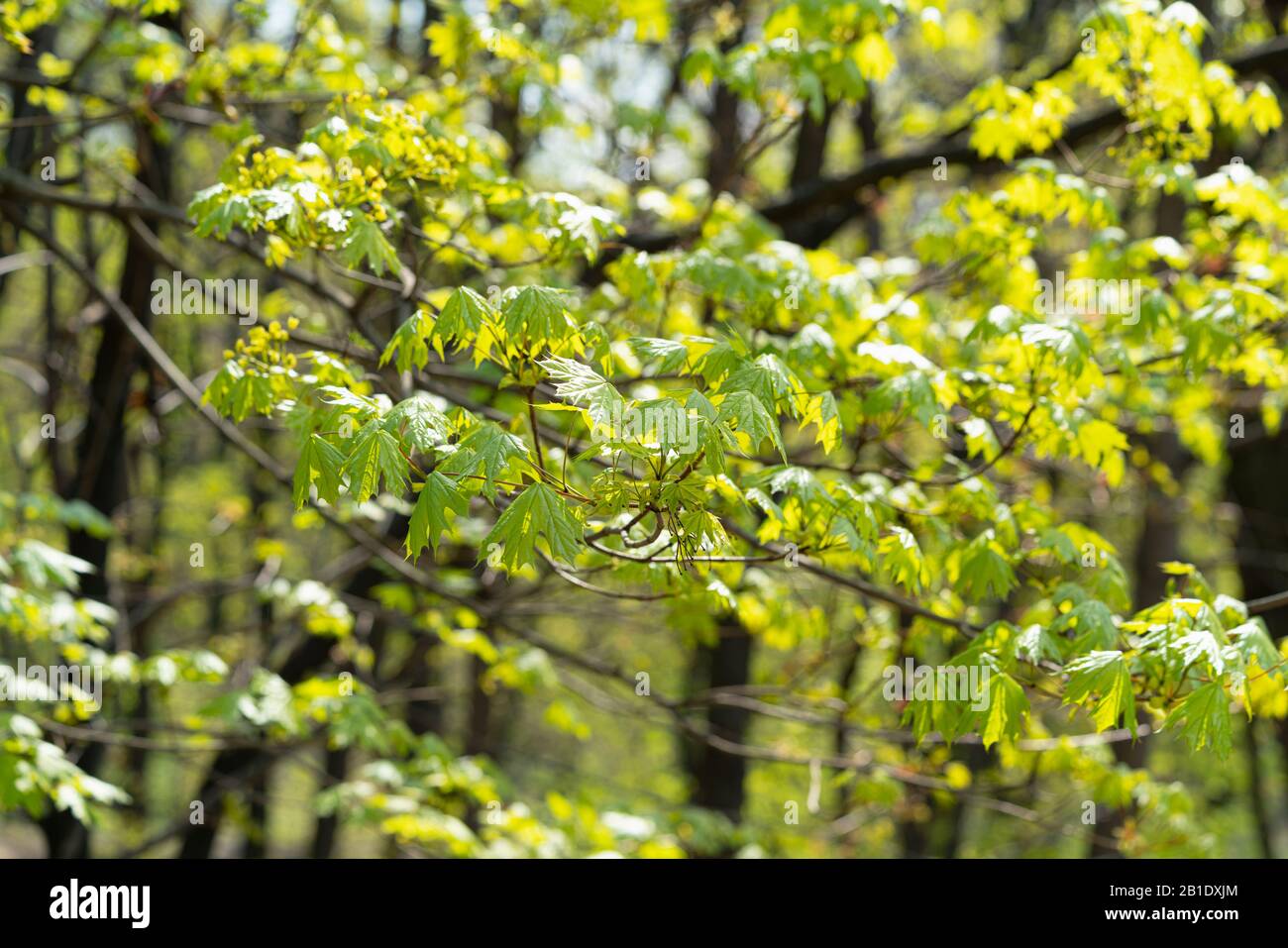 Spring coming, nature is awakening, first maple leaves in the park have ...