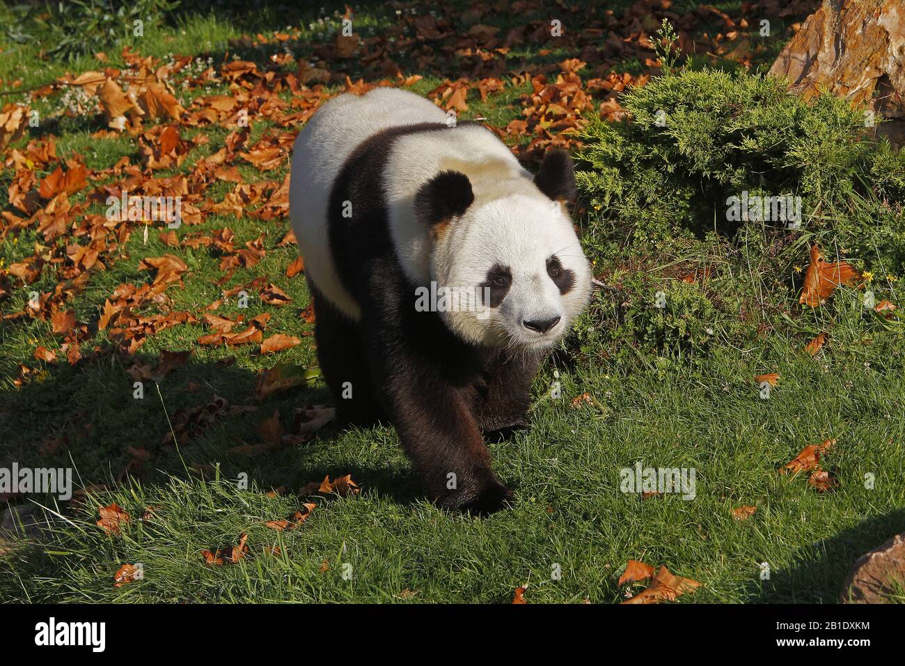 Giant Panda, ailuropoda melanoleuca Stock Photo - Alamy
