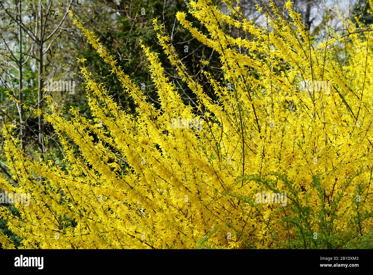 Forsythia shrub with vivid yellow flowers is the first sign of upcoming ...