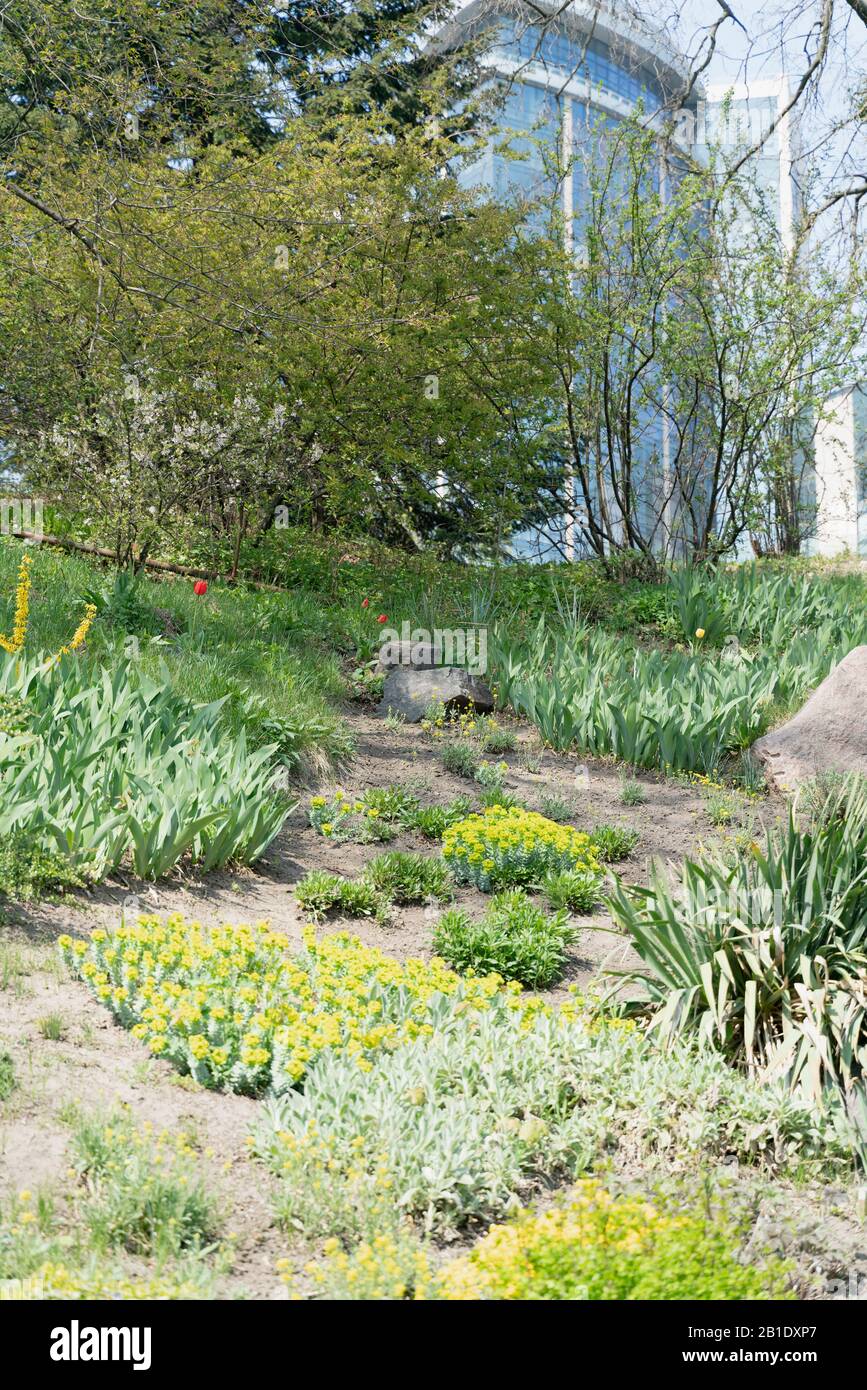 Spring is coming to the city, on sunny day first spring flowers and ...