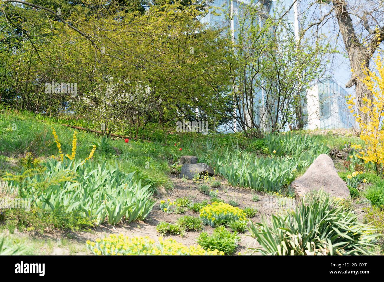 Spring is coming to the city, on sunny day first spring flowers and ...
