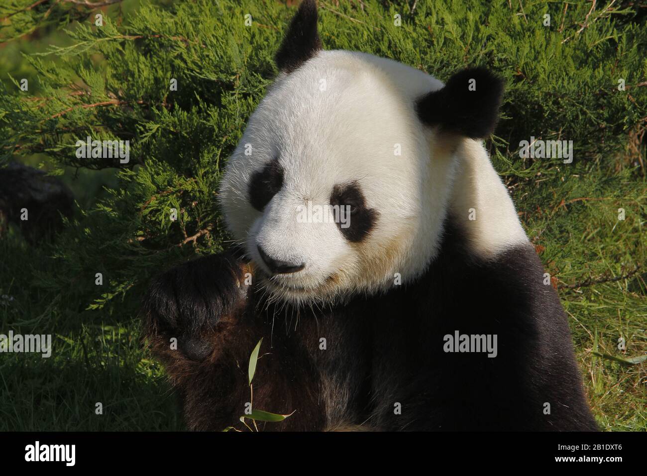 Giant Panda, ailuropoda melanoleuca, Portrait of Adult Stock Photo - Alamy
