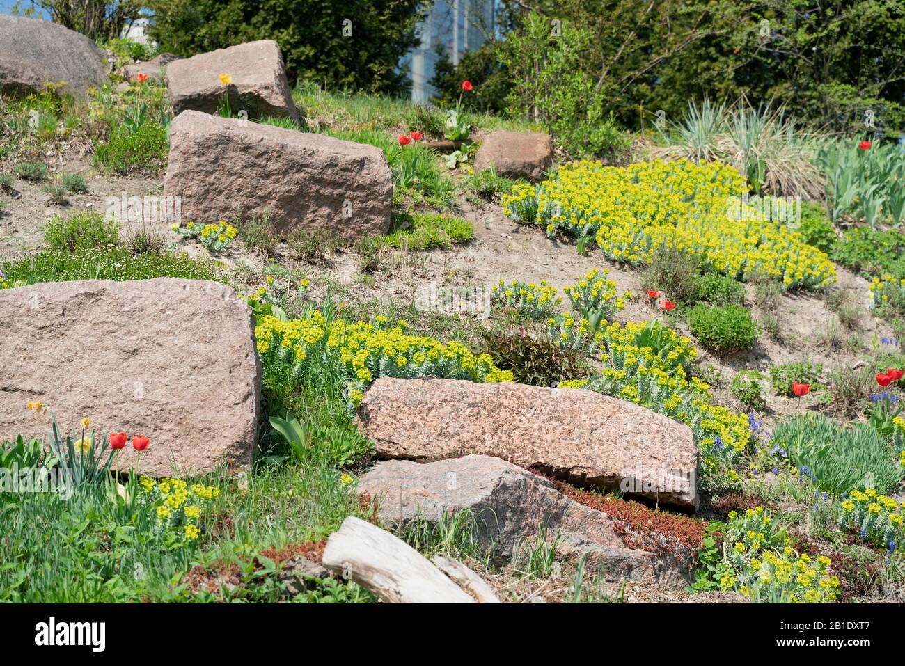 Spring is coming to the city, on sunny day first spring flowers and ...