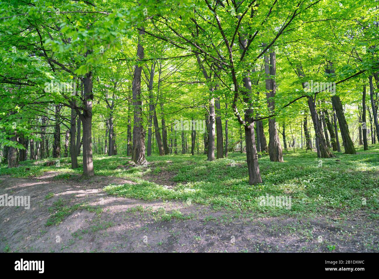 Fresh spring leaves with soft green color miraculously changed the park ...