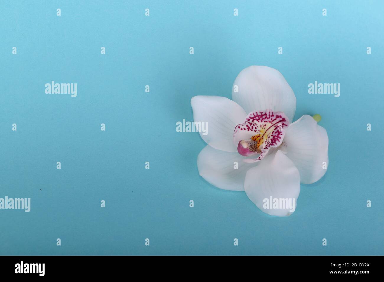 Single blue orchid hi-res stock photography and images - Alamy