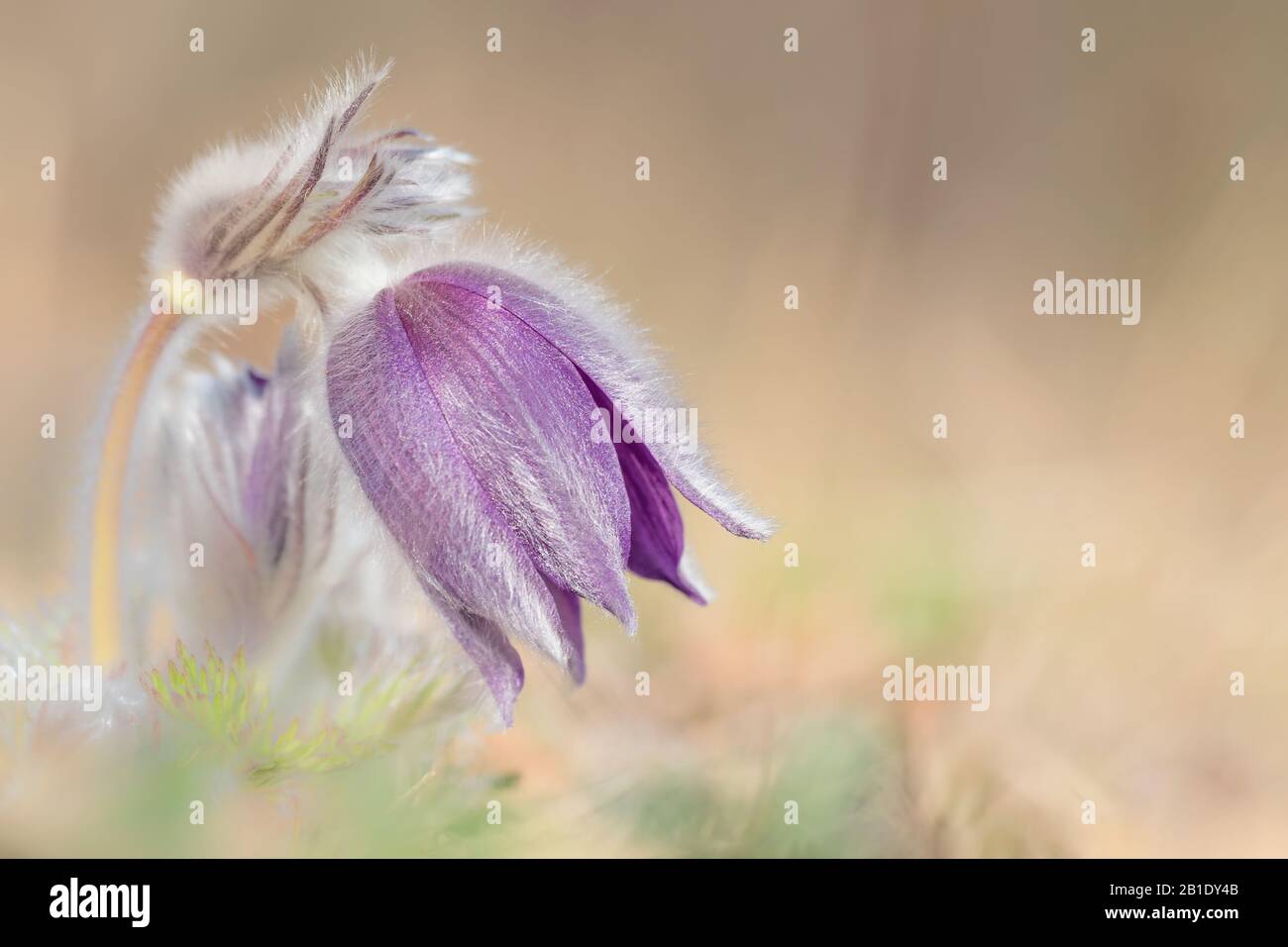 Wild species of Anemone flower at sunrise (Pulsatilla montana Stock ...