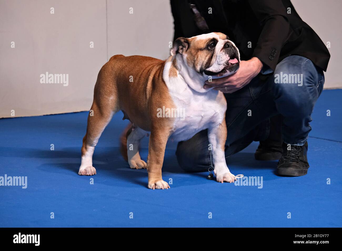 British bulldog at the dog show Stock Photo - Alamy