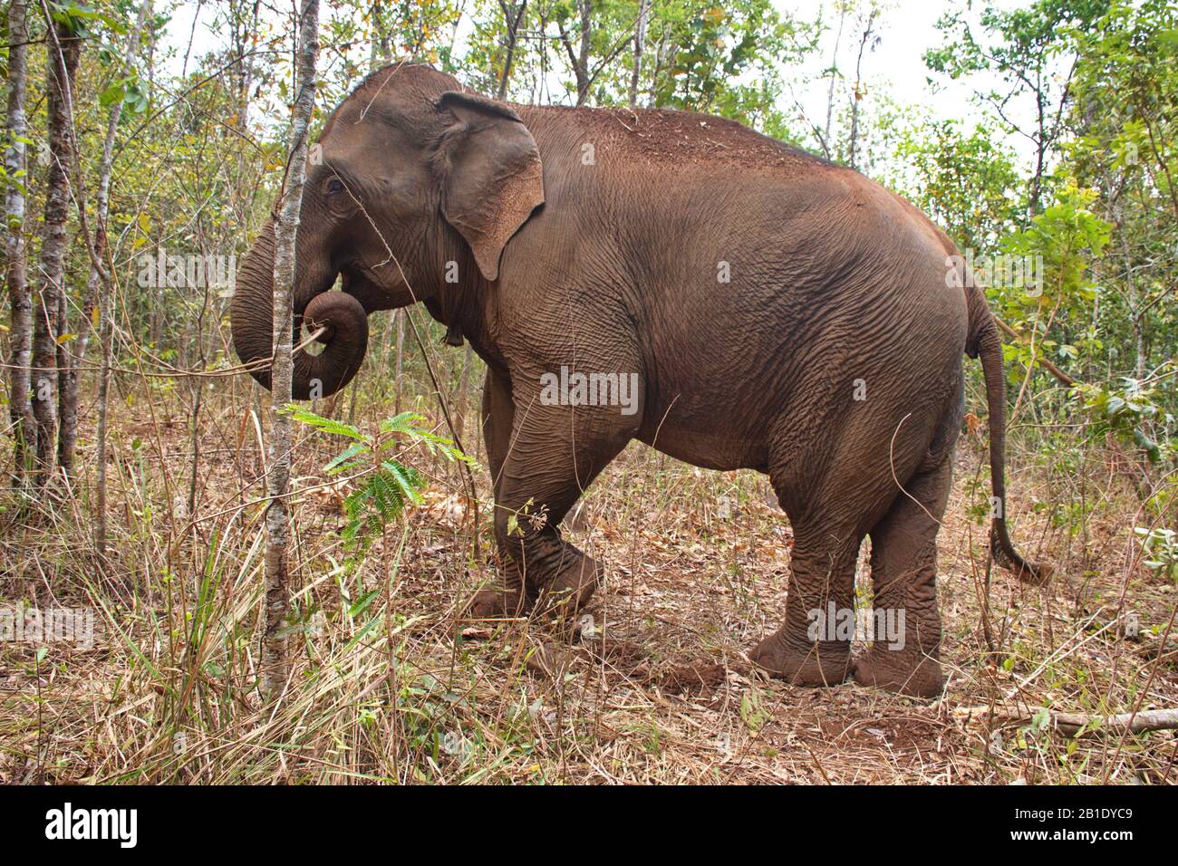 Cambodian animals hi-res stock photography and images - Alamy