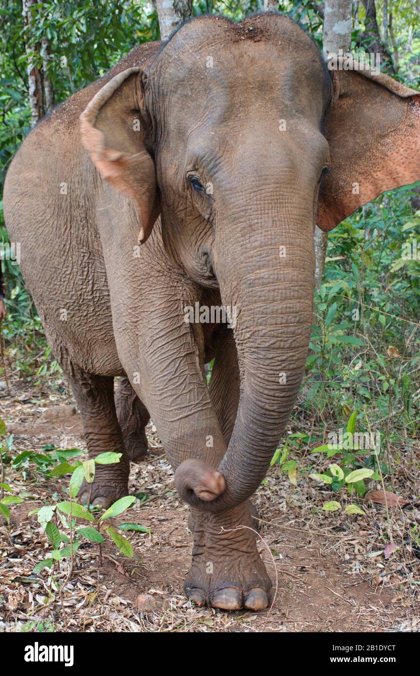 Portrait of the elephant in Cambodian jungle Stock Photo - Alamy