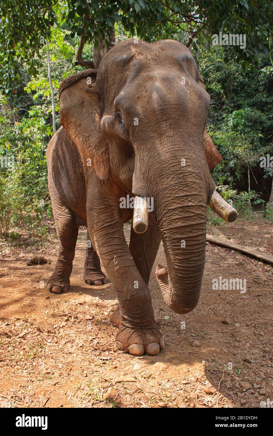 Portrait of the elephant in Cambodian jungle Stock Photo - Alamy
