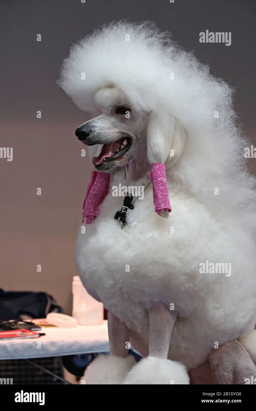 Toy poodle dog show hi-res stock photography and images - Alamy