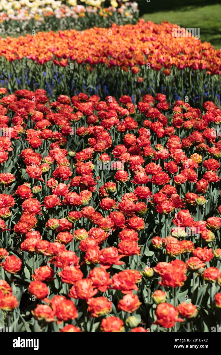 Blooming colorful tulips in flower-garden under sunshine. Tulips ...