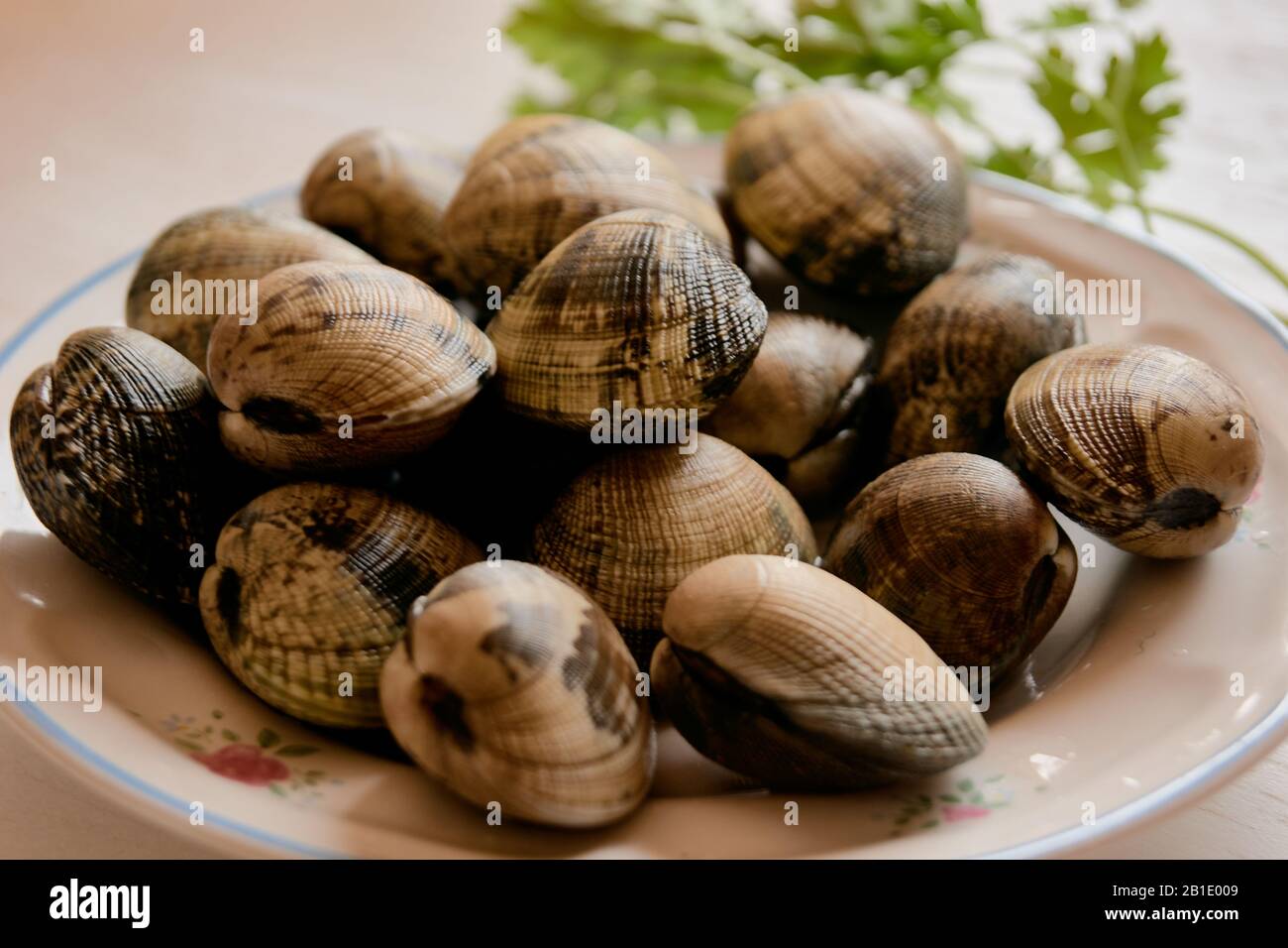 seafood clams from coast in spain Stock Photo - Alamy