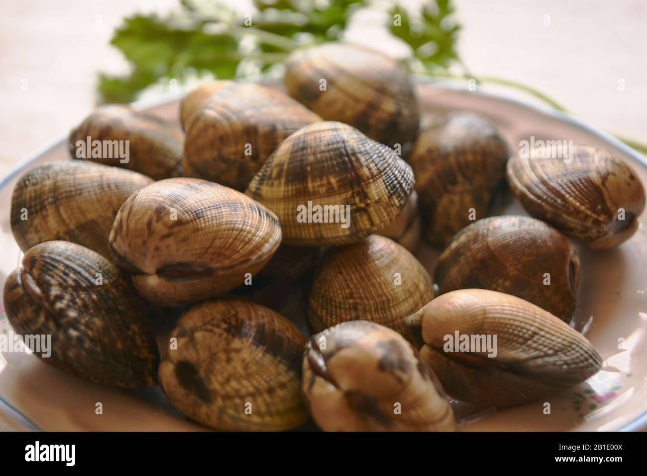 seafood clams from coast in spain Stock Photo - Alamy