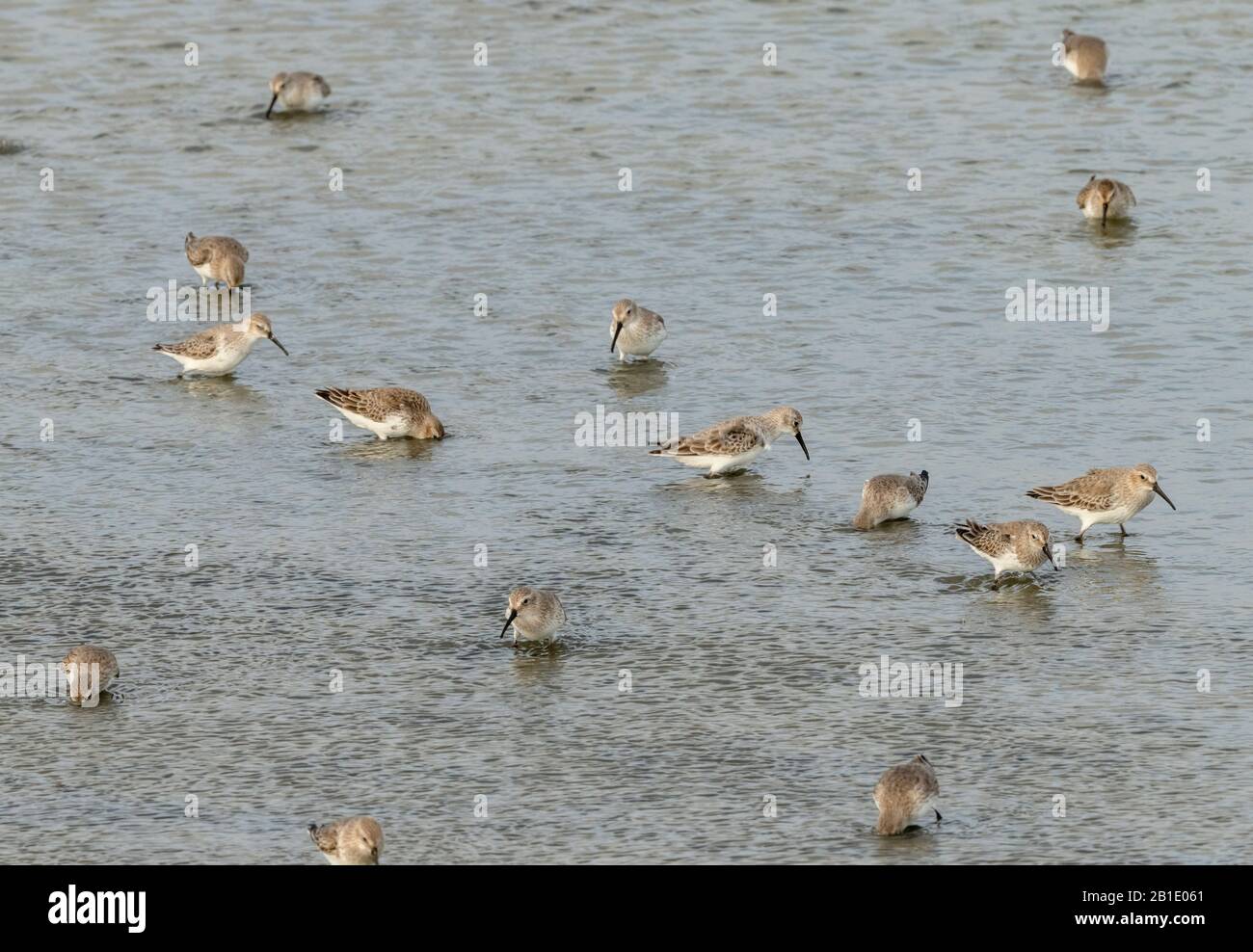 Group of Dunlin, Calidris alpina, feeding in coastal lagoon, on autumn ...