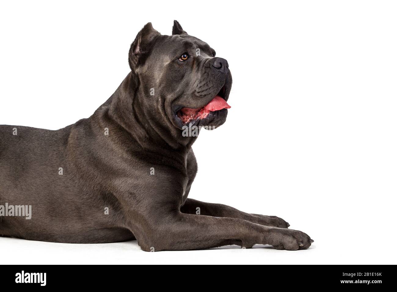 Cane Corso dog on white background. Creative photo Stock Photo - Alamy