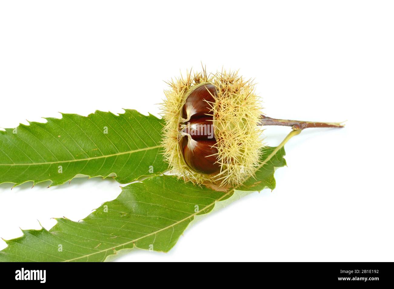 Chestnut isolated on white background Stock Photo - Alamy