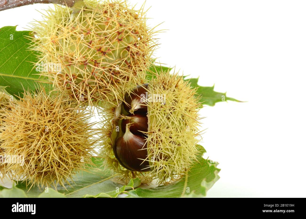 Chestnut isolated on white background Stock Photo - Alamy