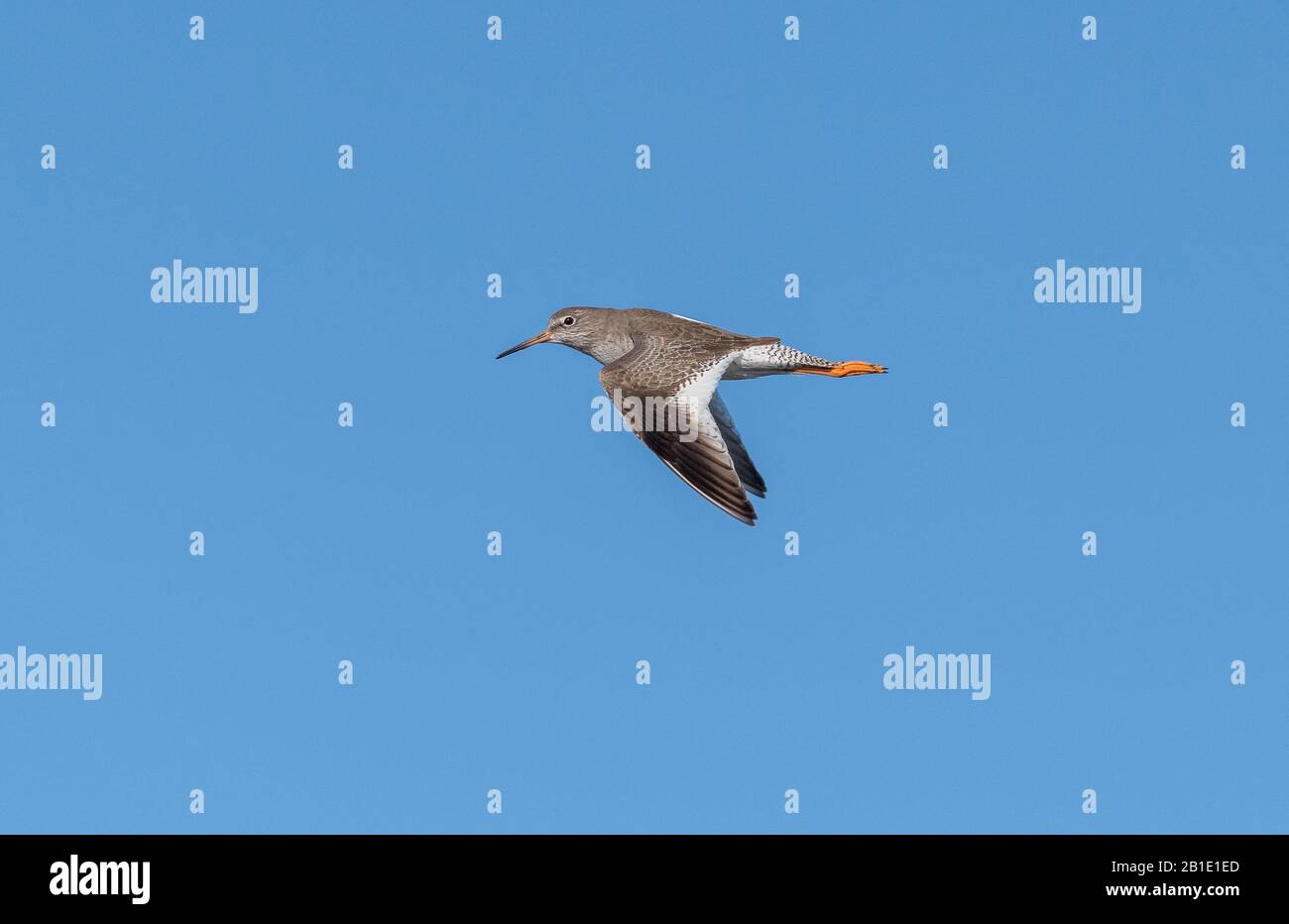 common redshank, Tringa totanus in flight, autumn Stock Photo - Alamy