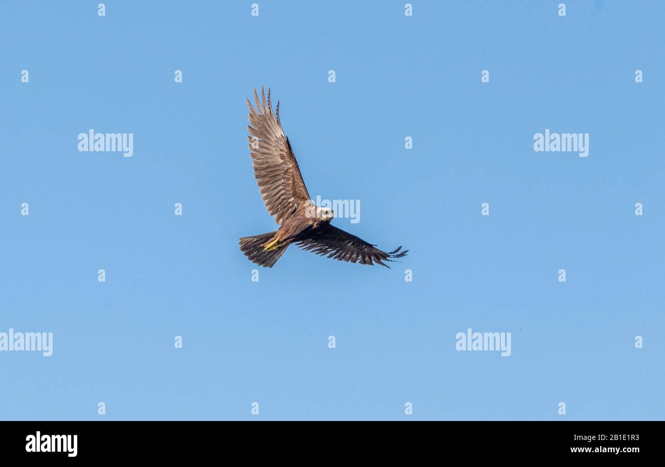 Female marsh harrier hi-res stock photography and images - Alamy
