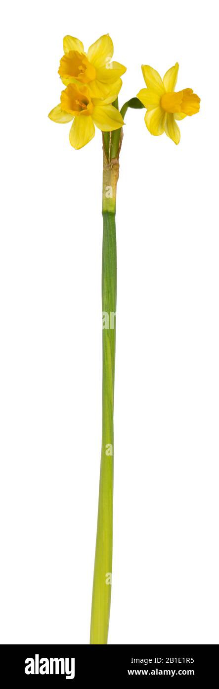 Side view of 3 daffodil flowers on stem, isolated on white background ...