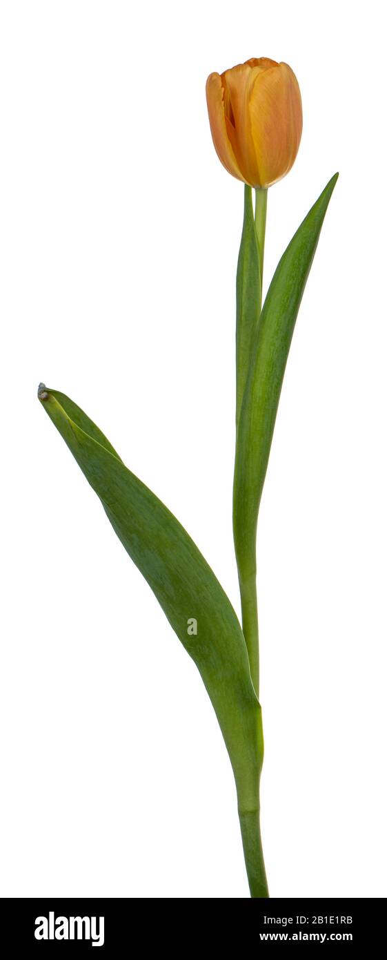 Side view of single peach tulip, isolated on white background Stock ...
