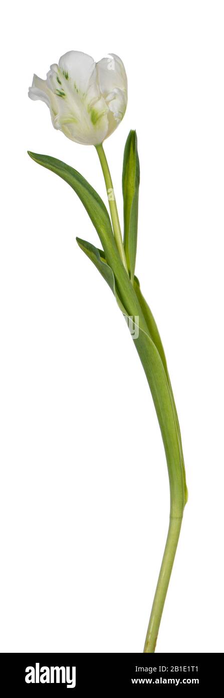 Side view of singlewhite ruffled tulip, isolated on white background ...