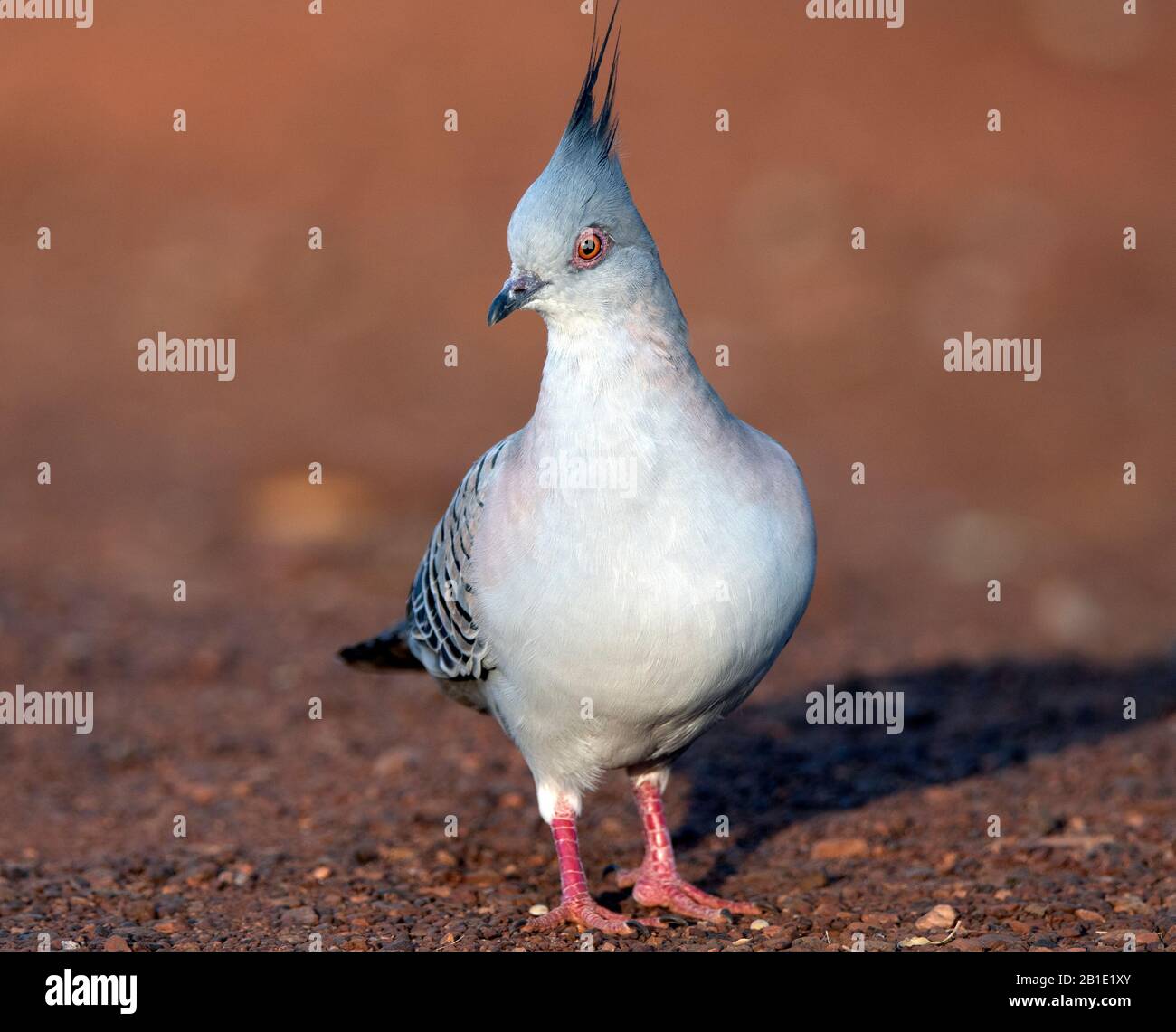 Crested Pigeon of inland Australia Stock Photo - Alamy