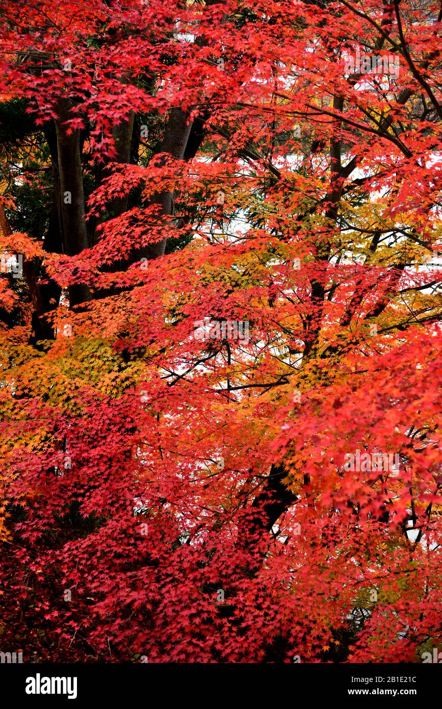 autumn Foliage in Japan Stock Photo - Alamy