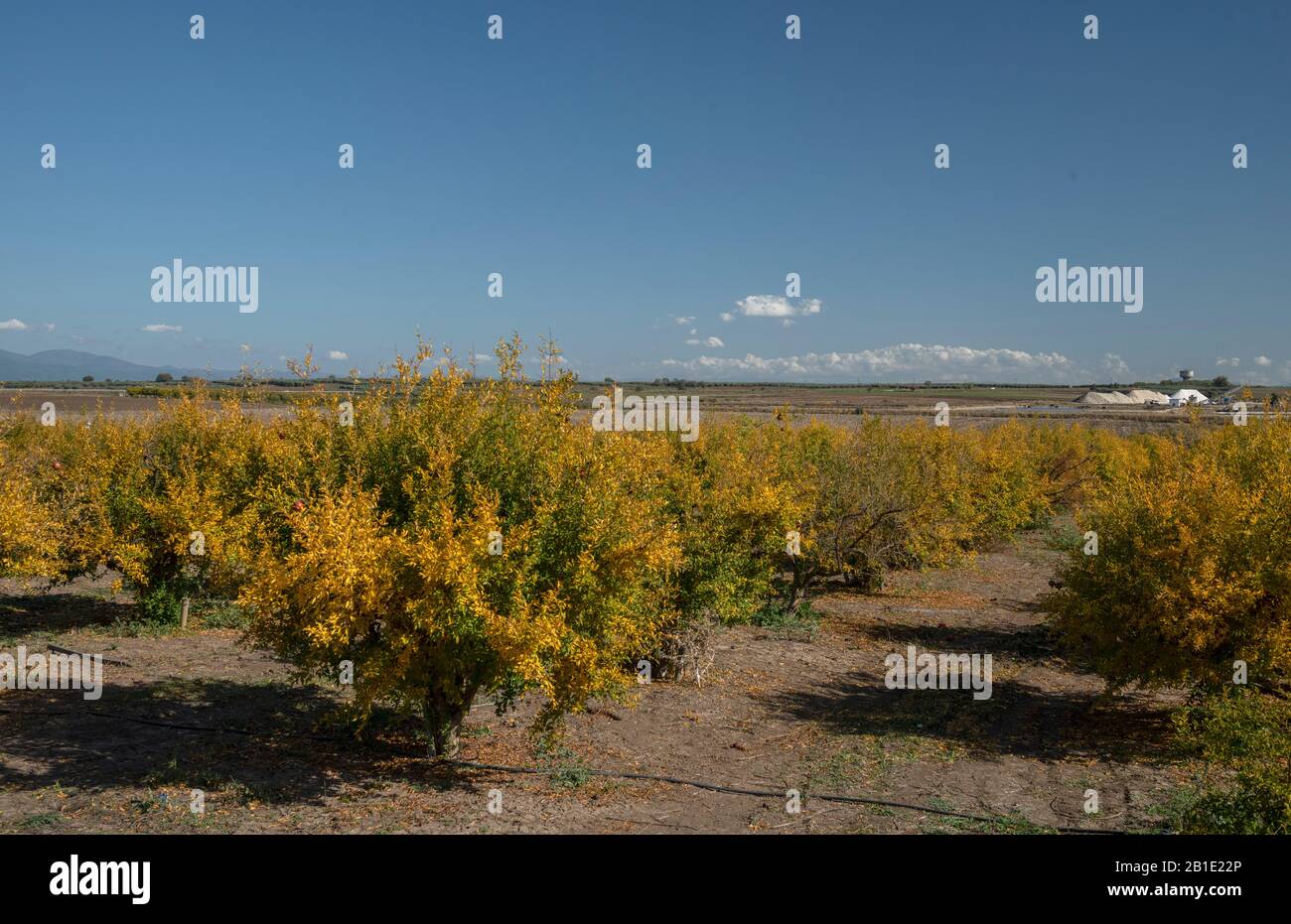Pomegranate orchard hi-res stock photography and images - Alamy