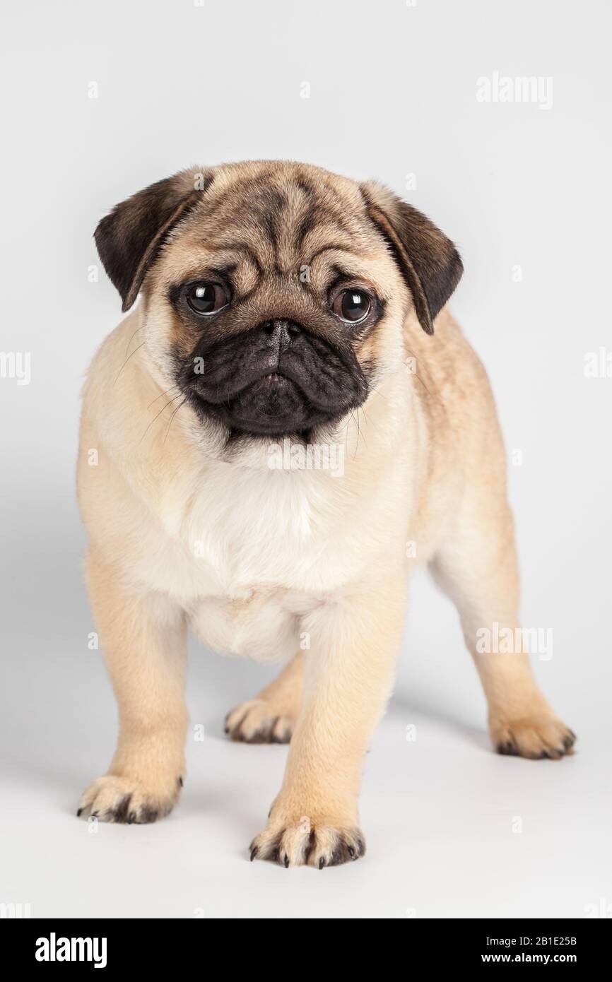 Pug dog isolated on a white background Stock Photo - Alamy