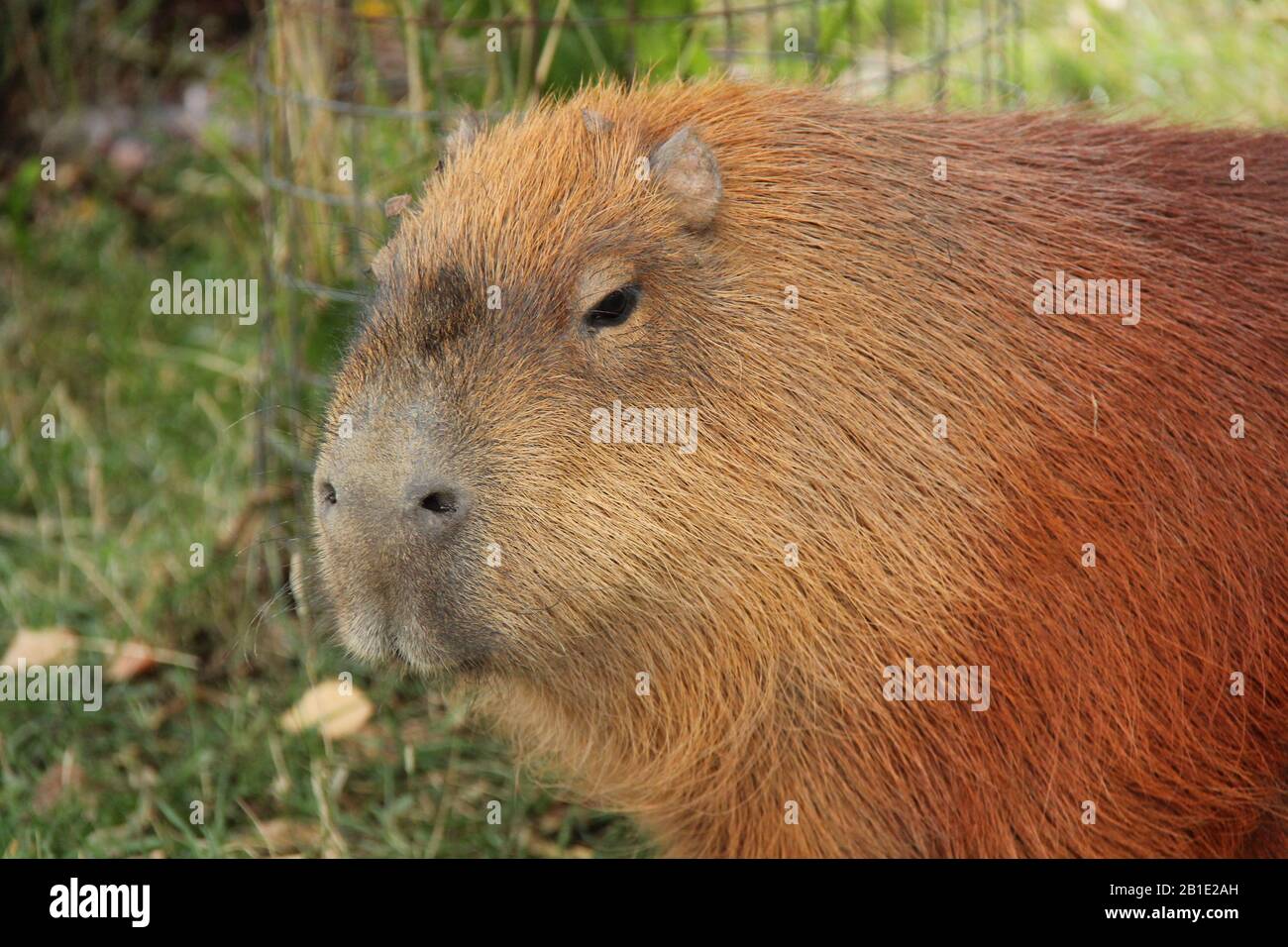 South american capybara hi-res stock photography and images - Alamy
