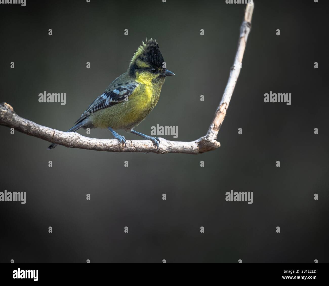 The Indian black-lored, Indian, or Indian yellow tit is a passerine ...