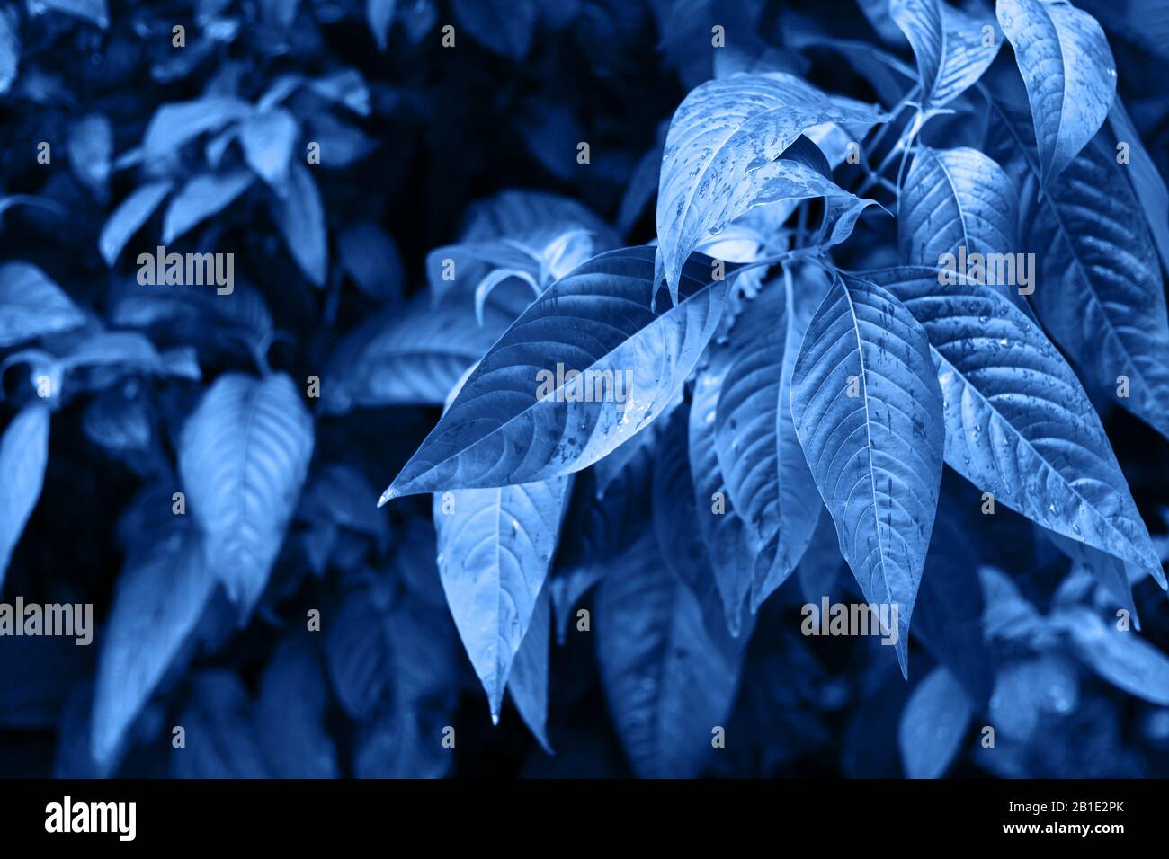 Tropical tree leaves toned with classic blue color of the year 2020 ...