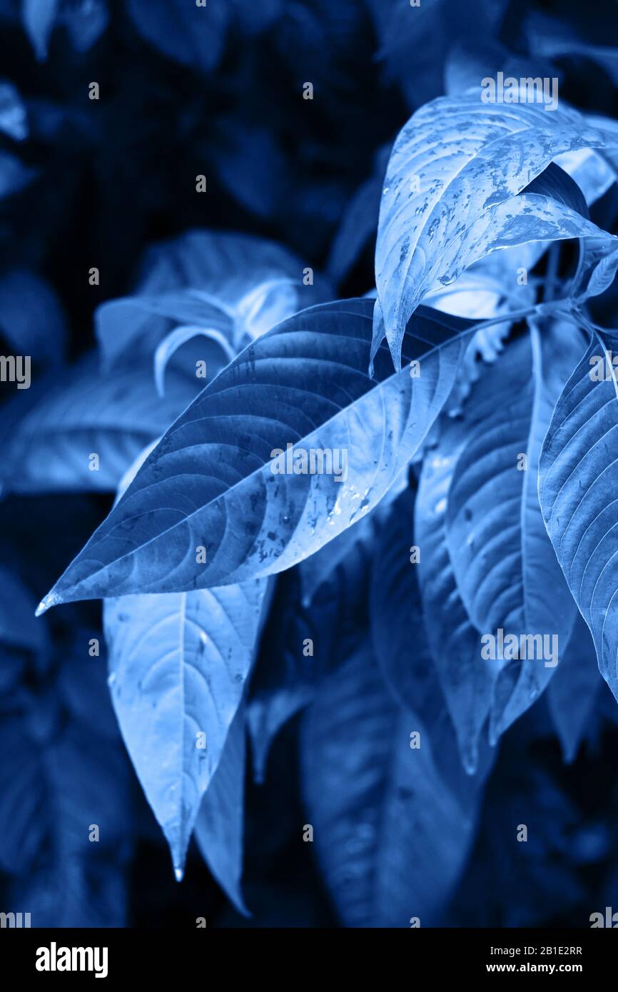 Tropical tree leaves toned with classic blue color of the year 2020 ...