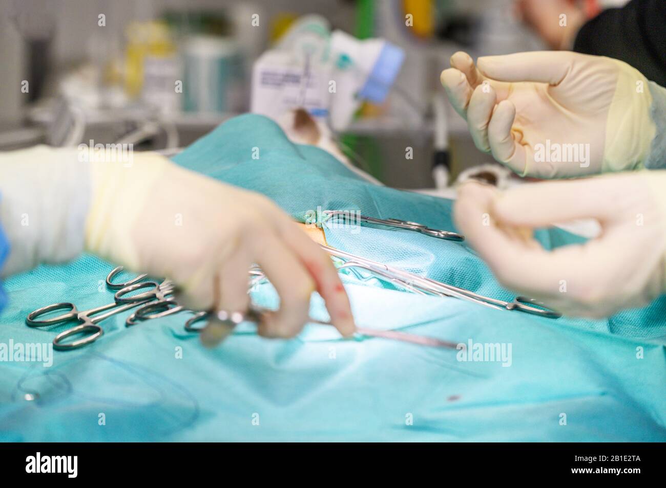 Close-up, Hands of the Professional Surgeon, doing surgery. In the ...