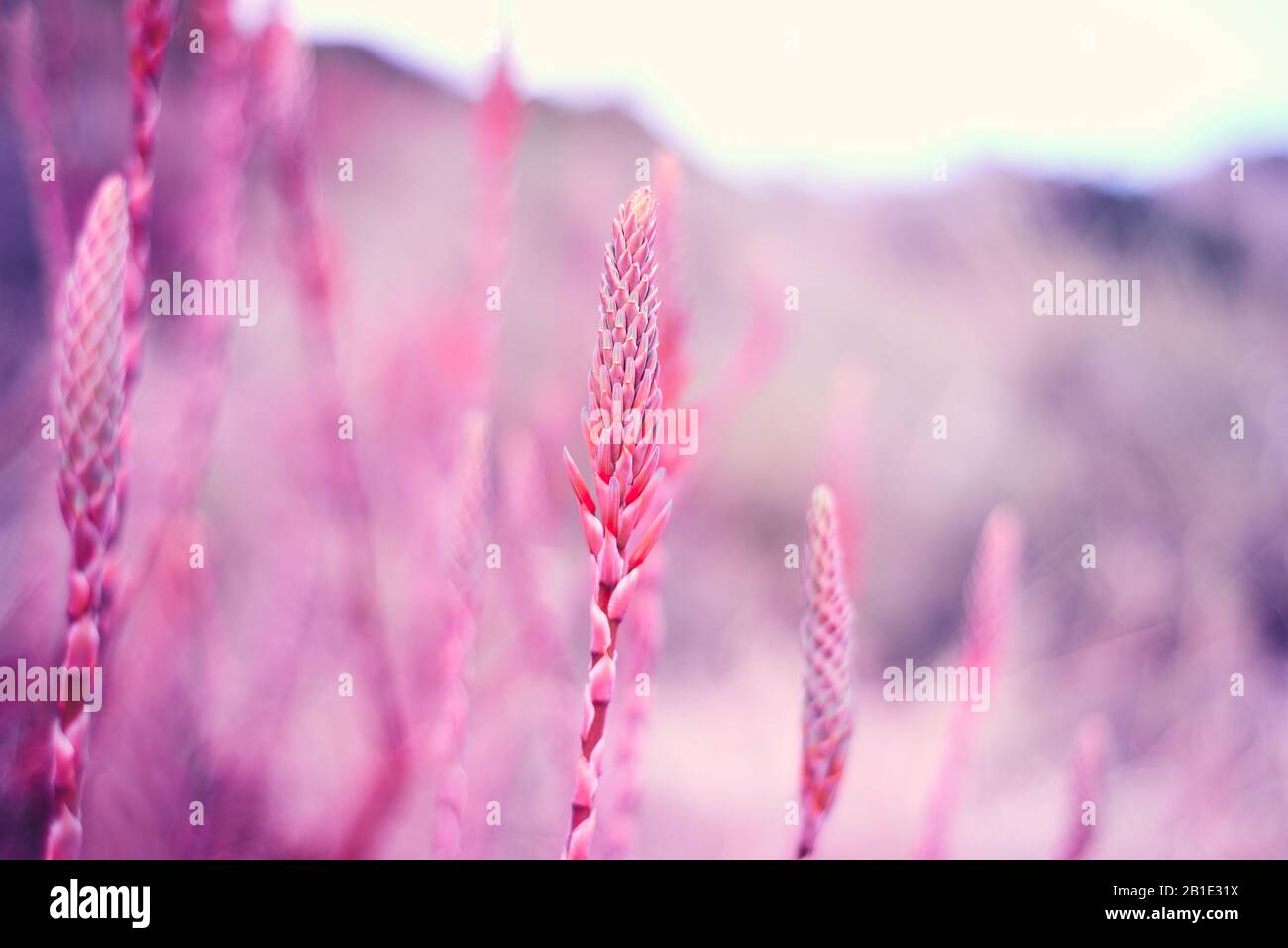 beautiful floral background purple lilac soft colors concept ...