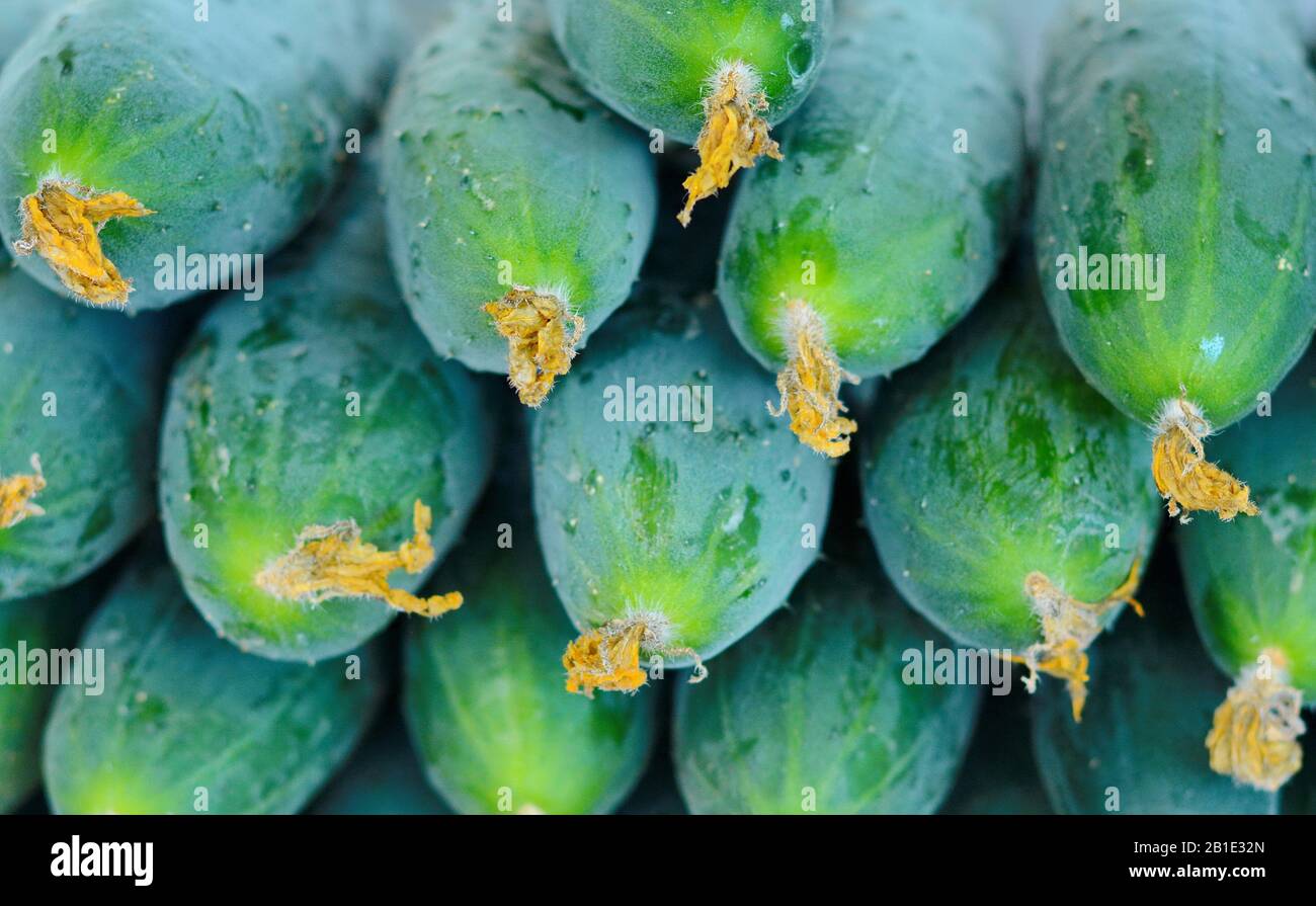 Organic eating. Agriculture retailer. Farmer's food. Cucumber ...