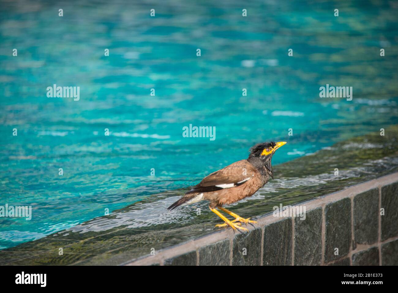 Asia, Thailand, Koh Chang, common myna Stock Photo - Alamy