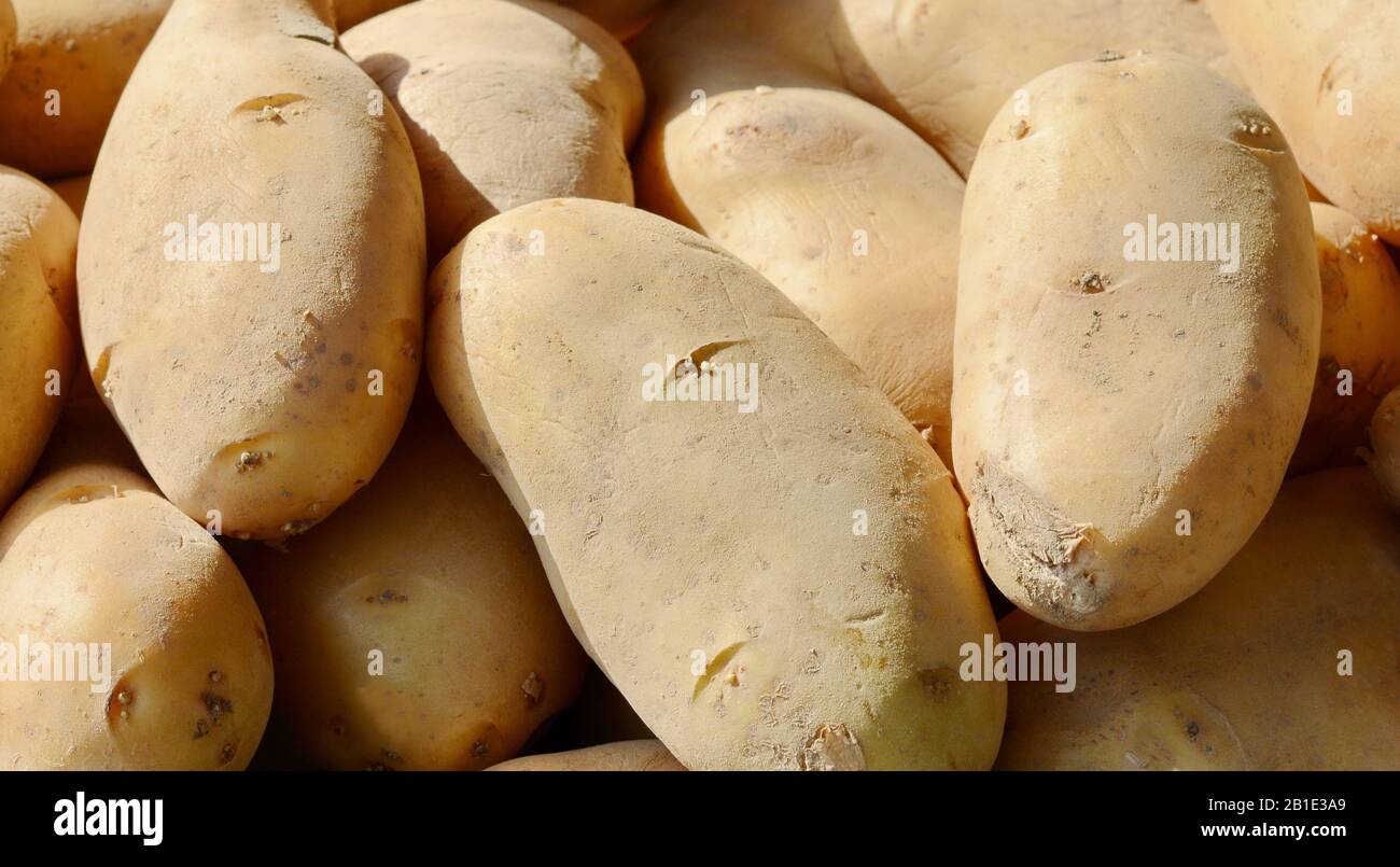 Ripe potatoes on the counter. Background. Close up of Ripe potatoes on ...