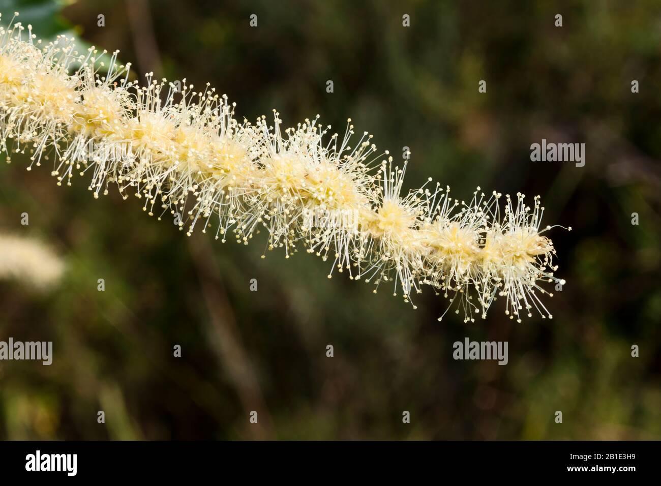 Inflorescence chestnut High Resolution Stock Photography and Images - Alamy