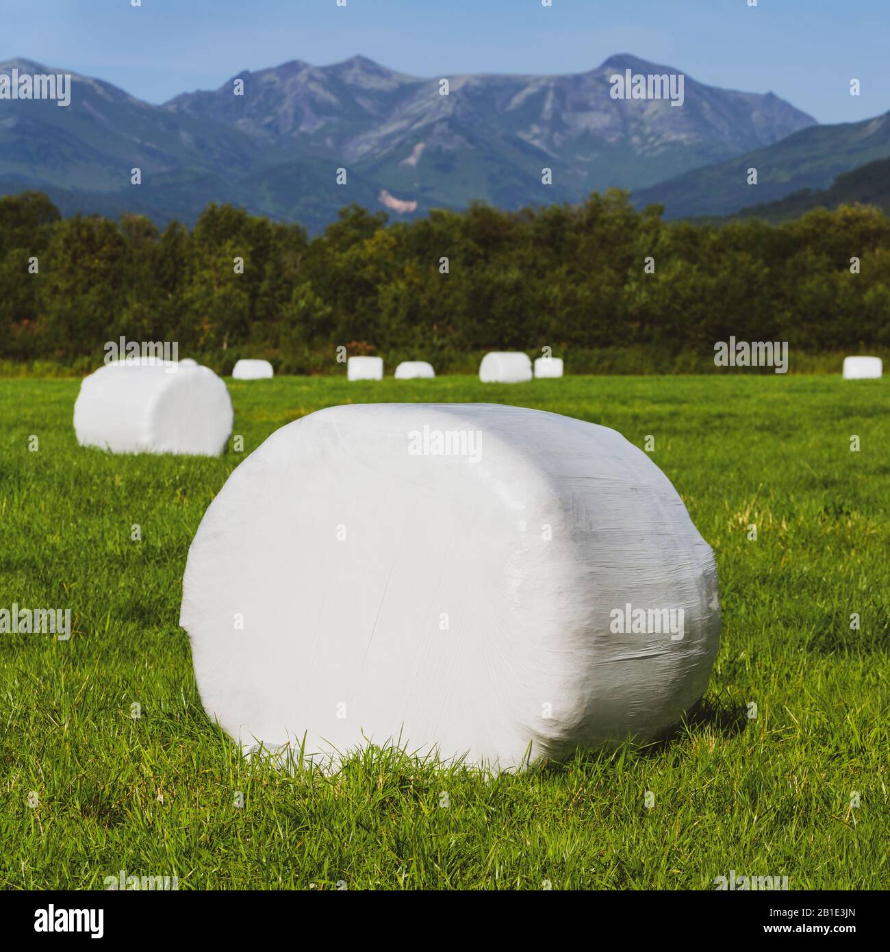 Haystack packed in white cellulose packaging and ready for ...