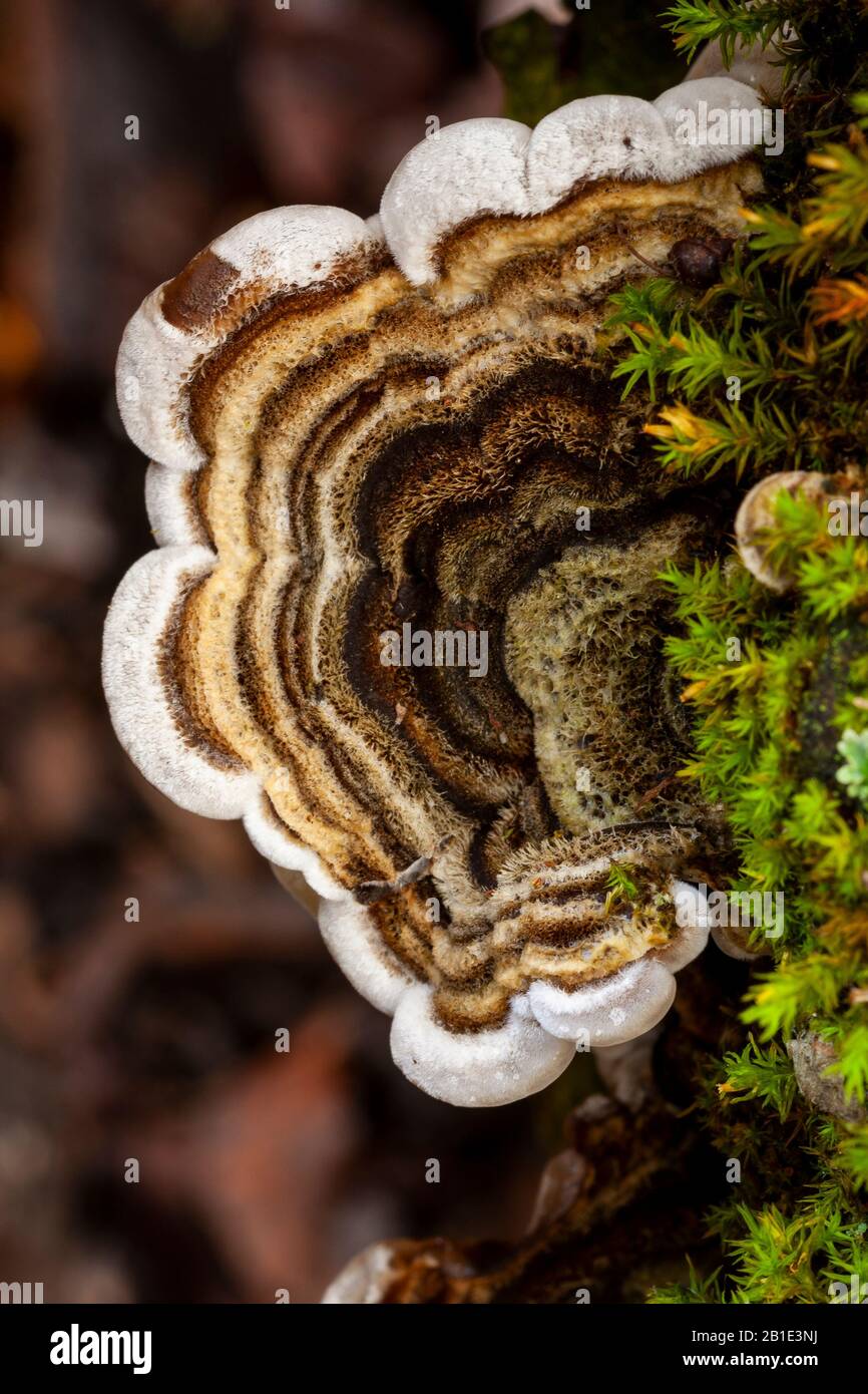 Dead zones hi-res stock photography and images - Alamy