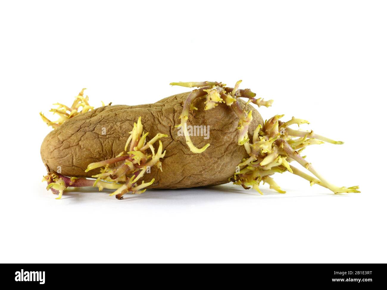 Potatoes with sprouts isolated on white background Stock Photo - Alamy