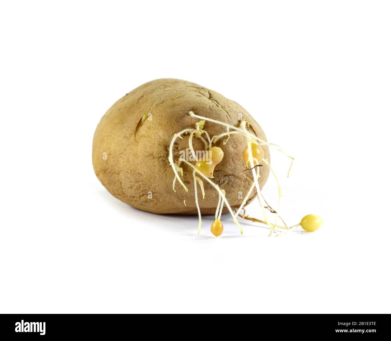 Potatoes with sprouts isolated on white background Stock Photo - Alamy