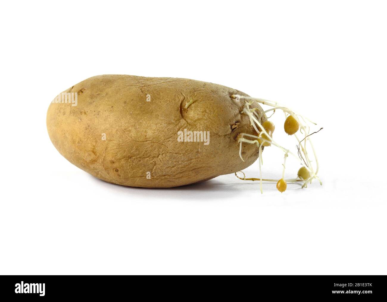 Potatoes with sprouts isolated on white background Stock Photo - Alamy